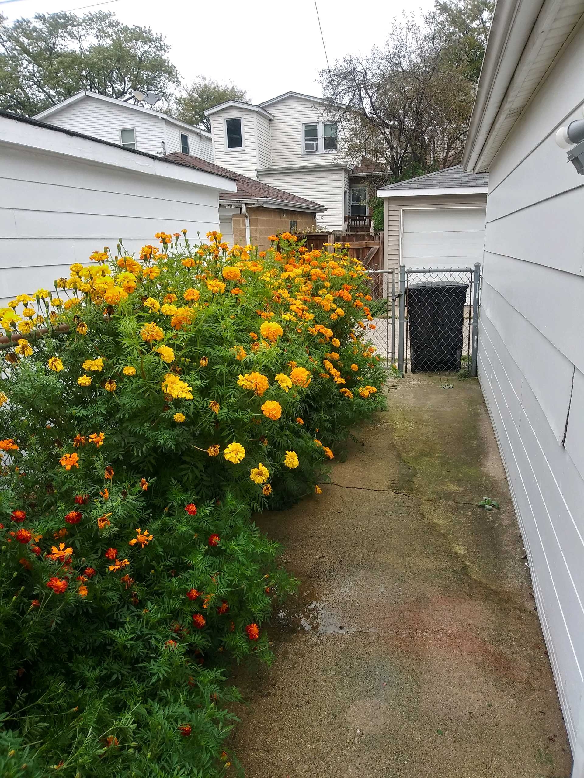 Marigolds for Mom | pbgarden.com