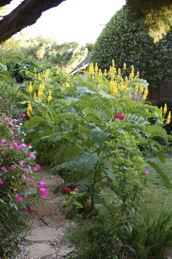 Our Crop of Candle Trees | pbgarden.com